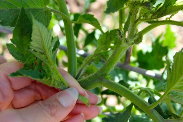 How our garden grows (week 6) - Cooking With Ruthie